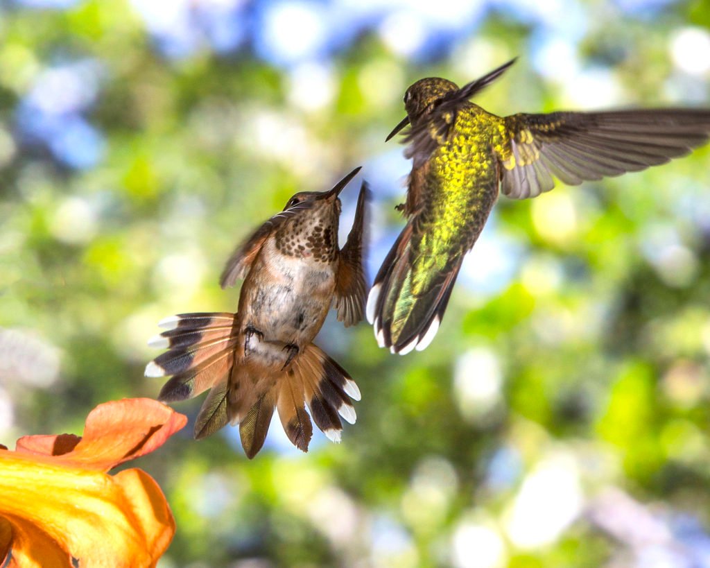 Meetings – White Mountain Audubon Society